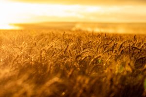 Current grain contracts - CHS South Central